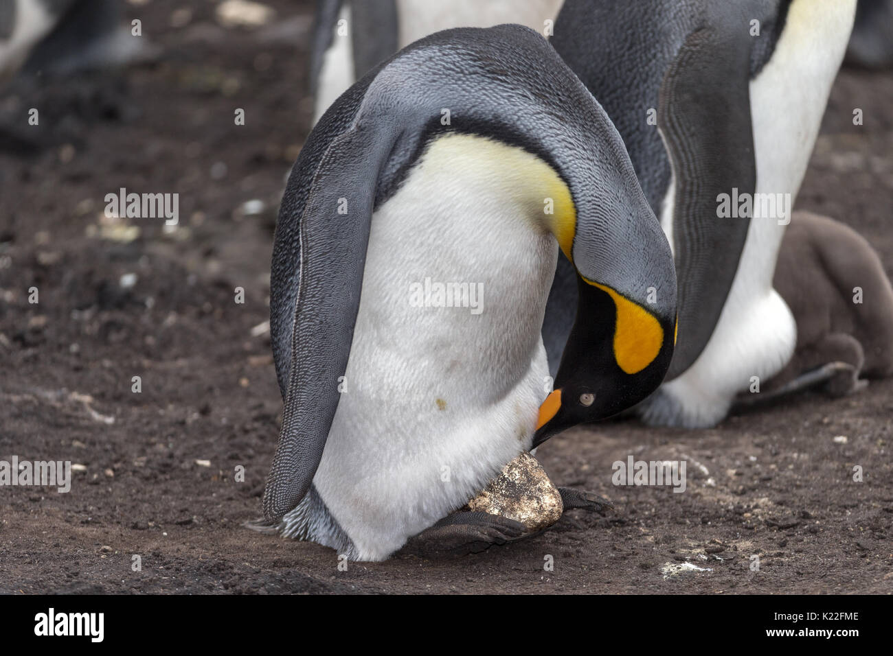 King penguin incubating egg hi-res stock photography and images - Alamy
