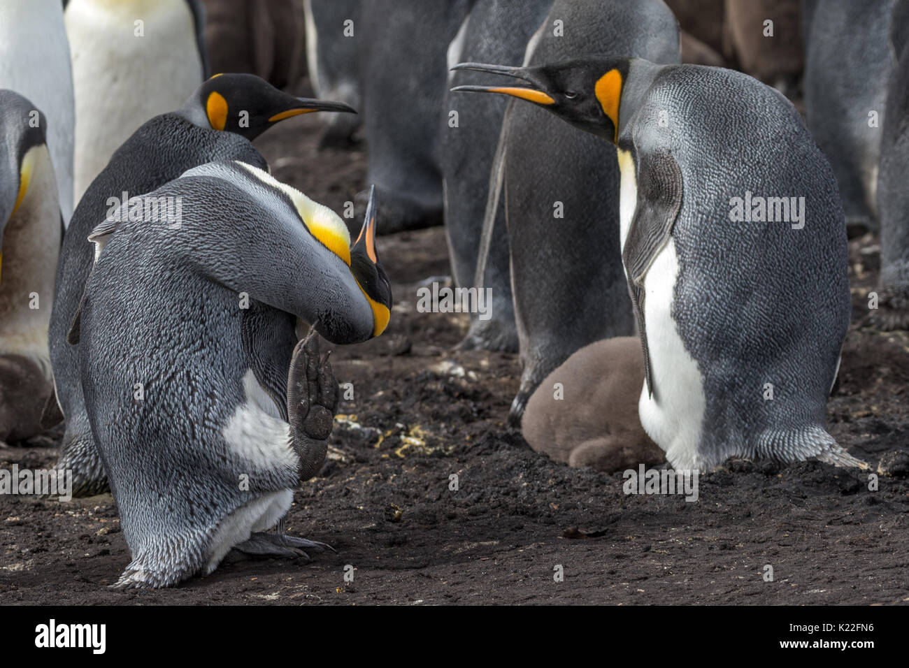 Tickle foot hi-res stock photography and images - Alamy