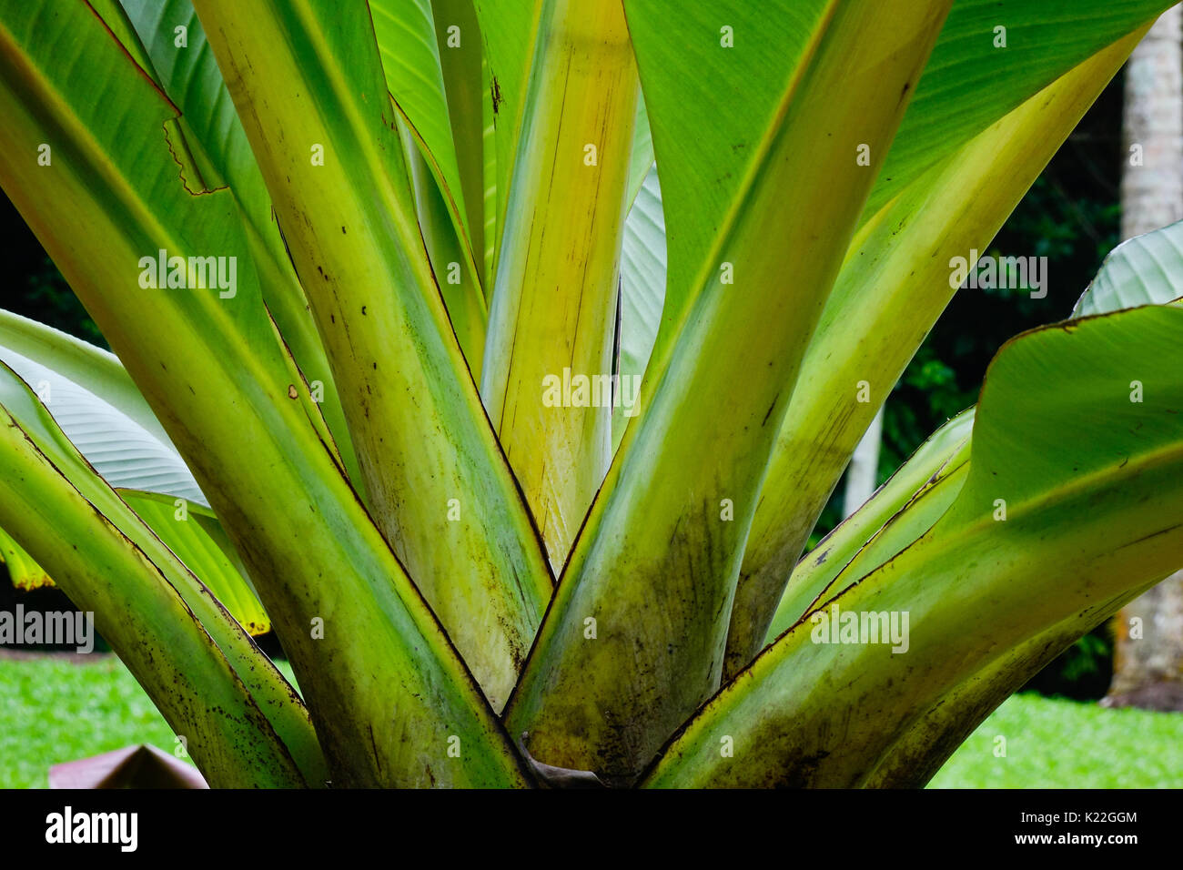 Close-up of banana tree for background, abstract, texture Stock Photo ...