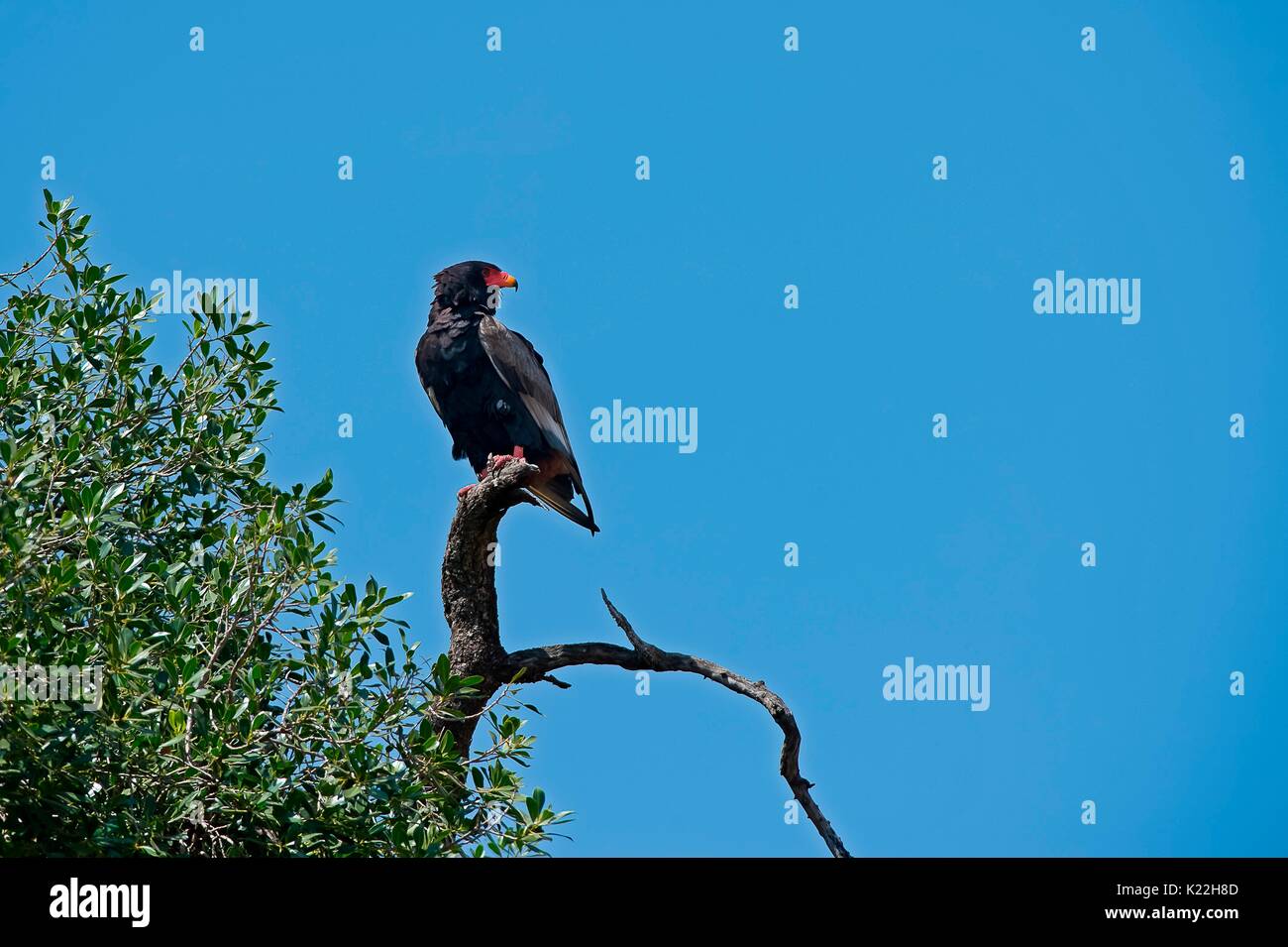 Masai Mara Park,Kenya,Africa Bateleur taken on a trunk of a tree in the ...