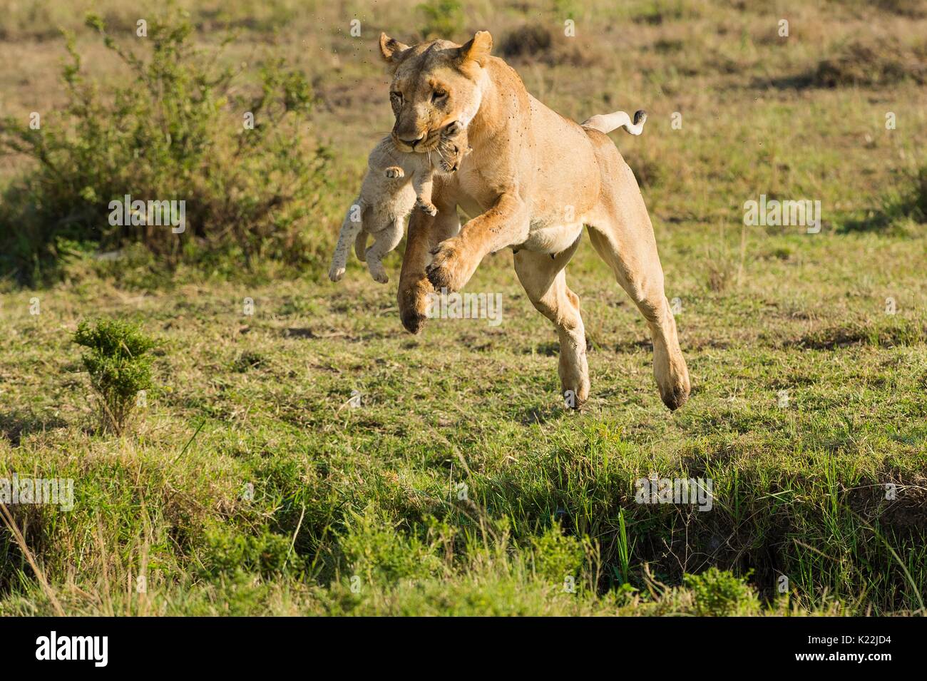 Lioness Leaping