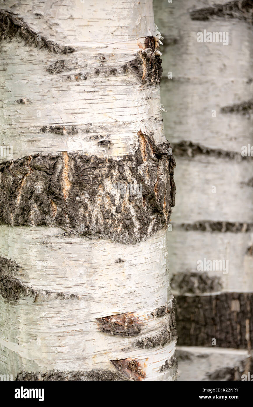 Birch tree wood hi-res stock photography and images - Alamy