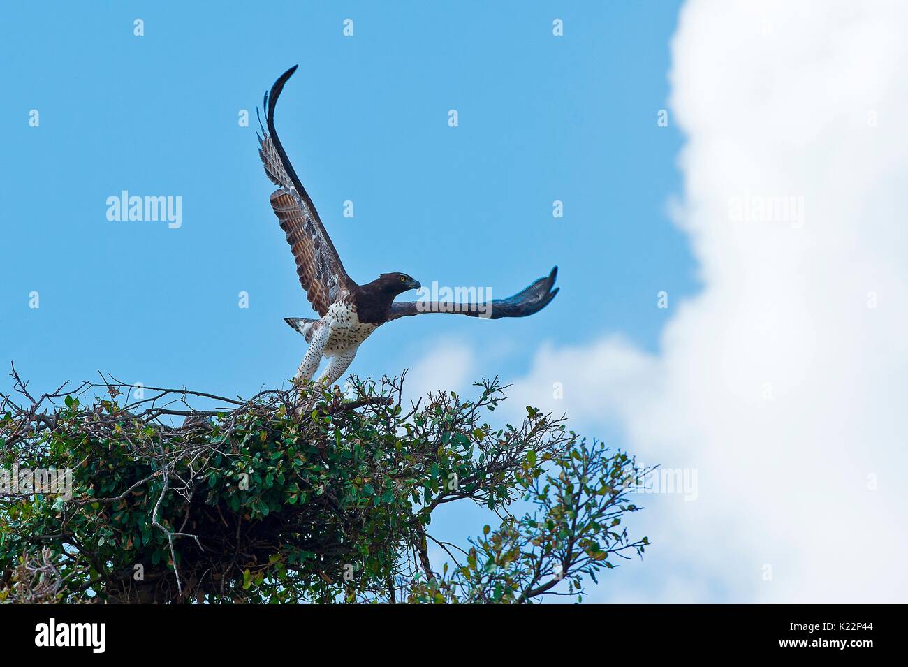 Masai Mara Park,Kenya,Africa Martial eagle shooting in the park Masai ...