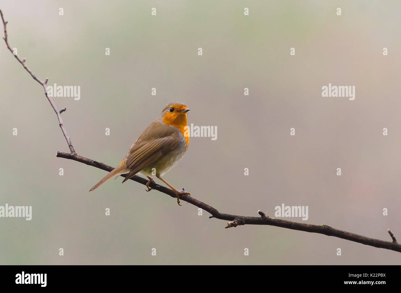 Brescia,Lombardy,Italy Robin resumed on a branch in winter Stock Photo ...