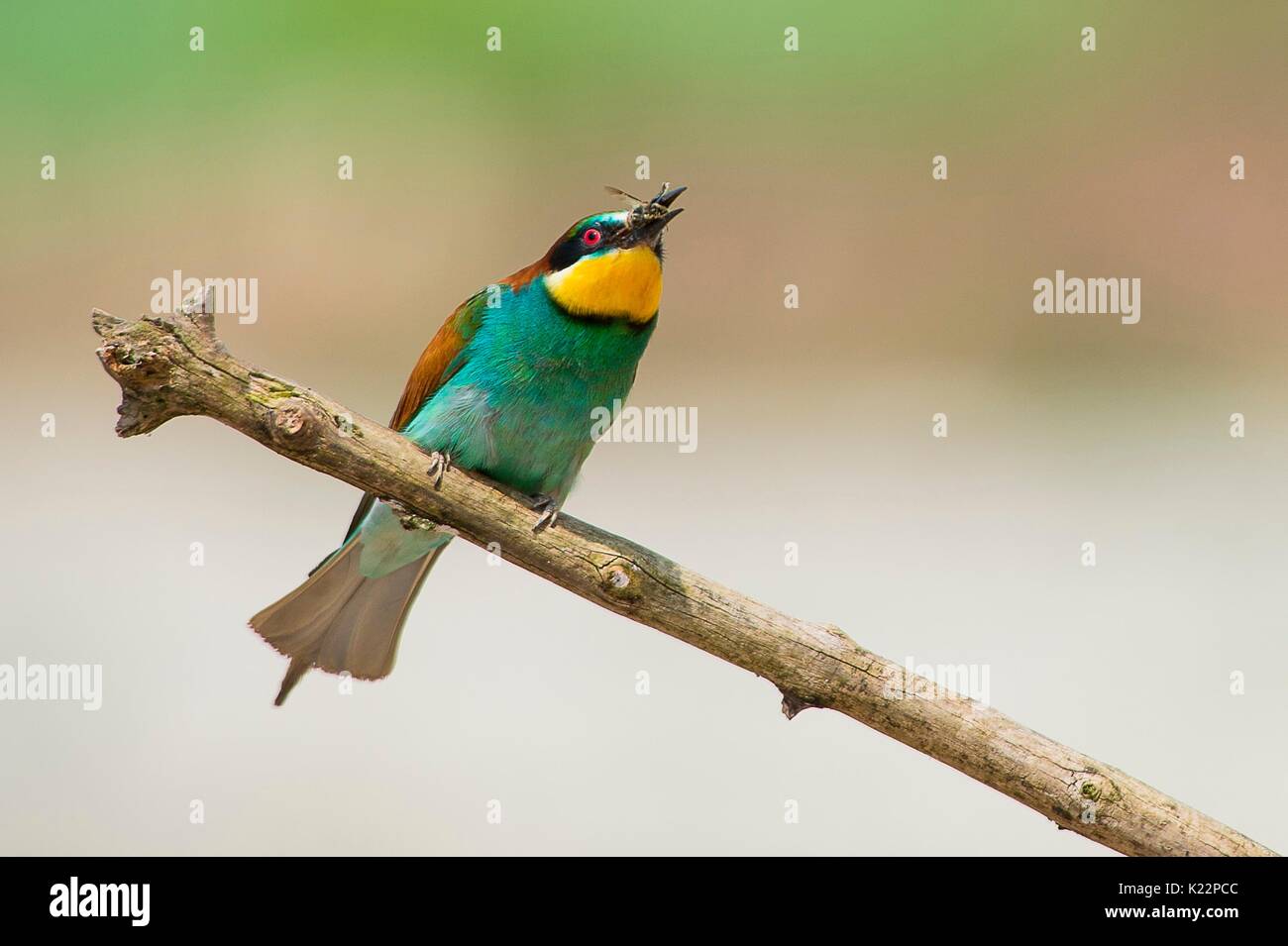 The bee-eater (Merops Merops Linnaeus, 1758) is photographed while ...