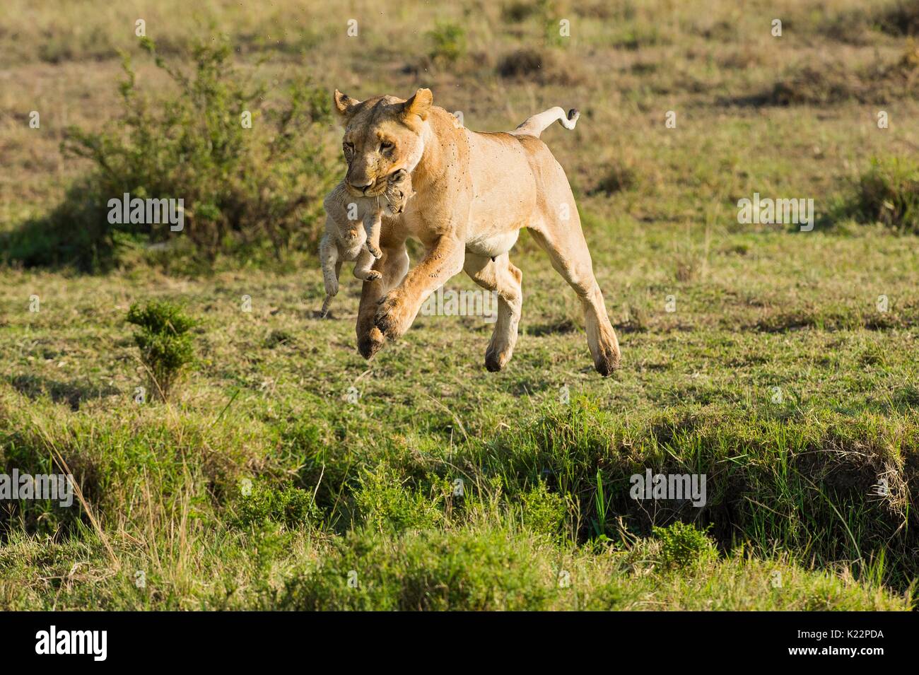 Masai Mara Park, Kenya, Africa Lioness jumping a ditch with the pup in ...