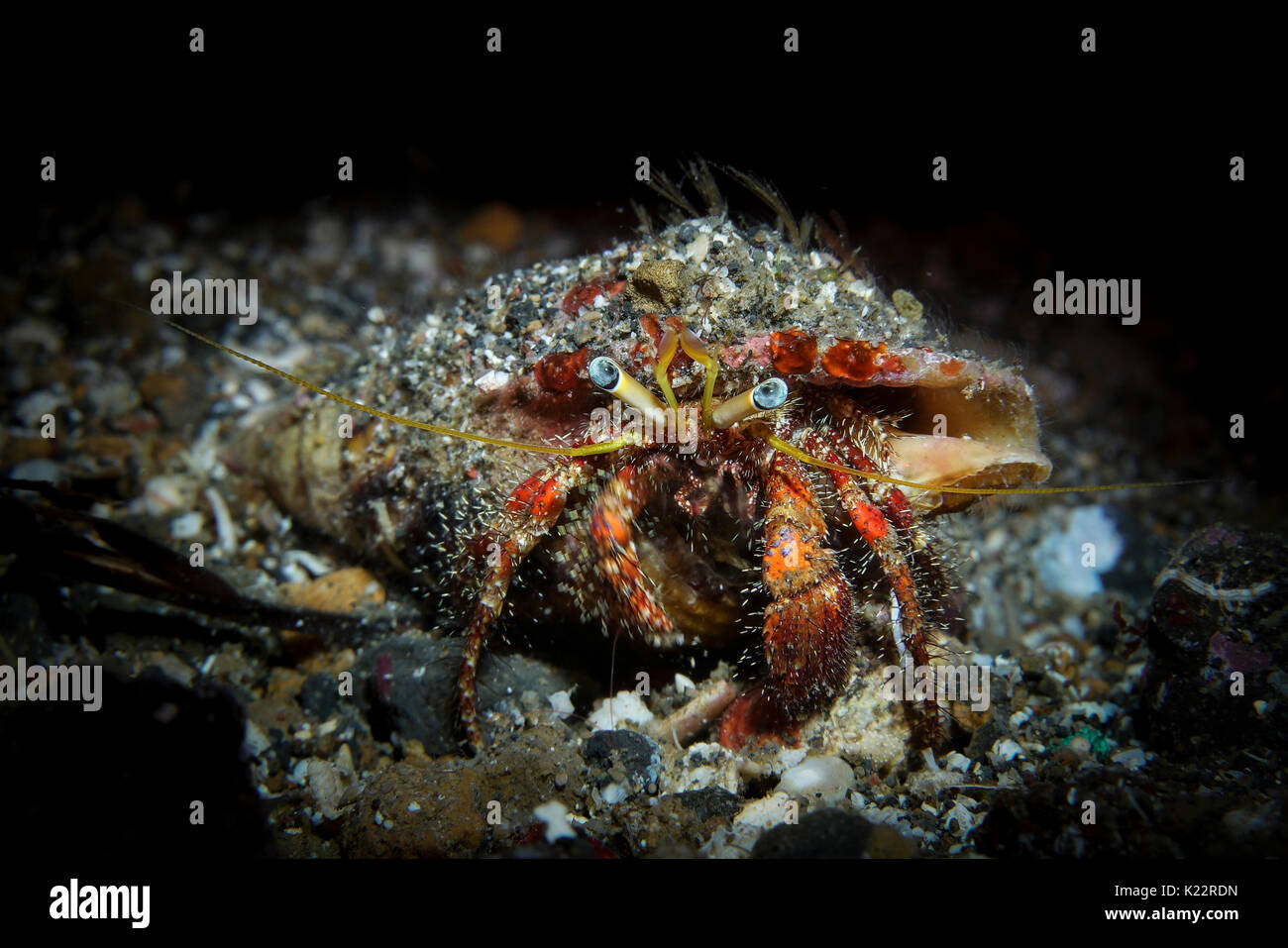 Hermit crab (Paguroidea) in Lembeh Strait / Indonesia Stock Photo - Alamy