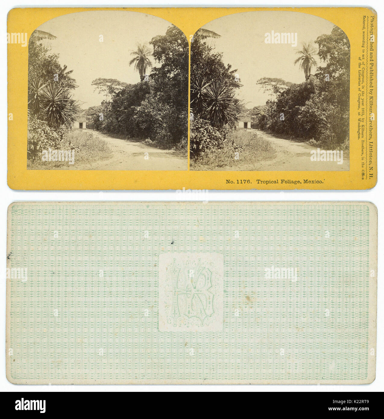 Tropical Foliage, Mexico Stock Photo - Alamy