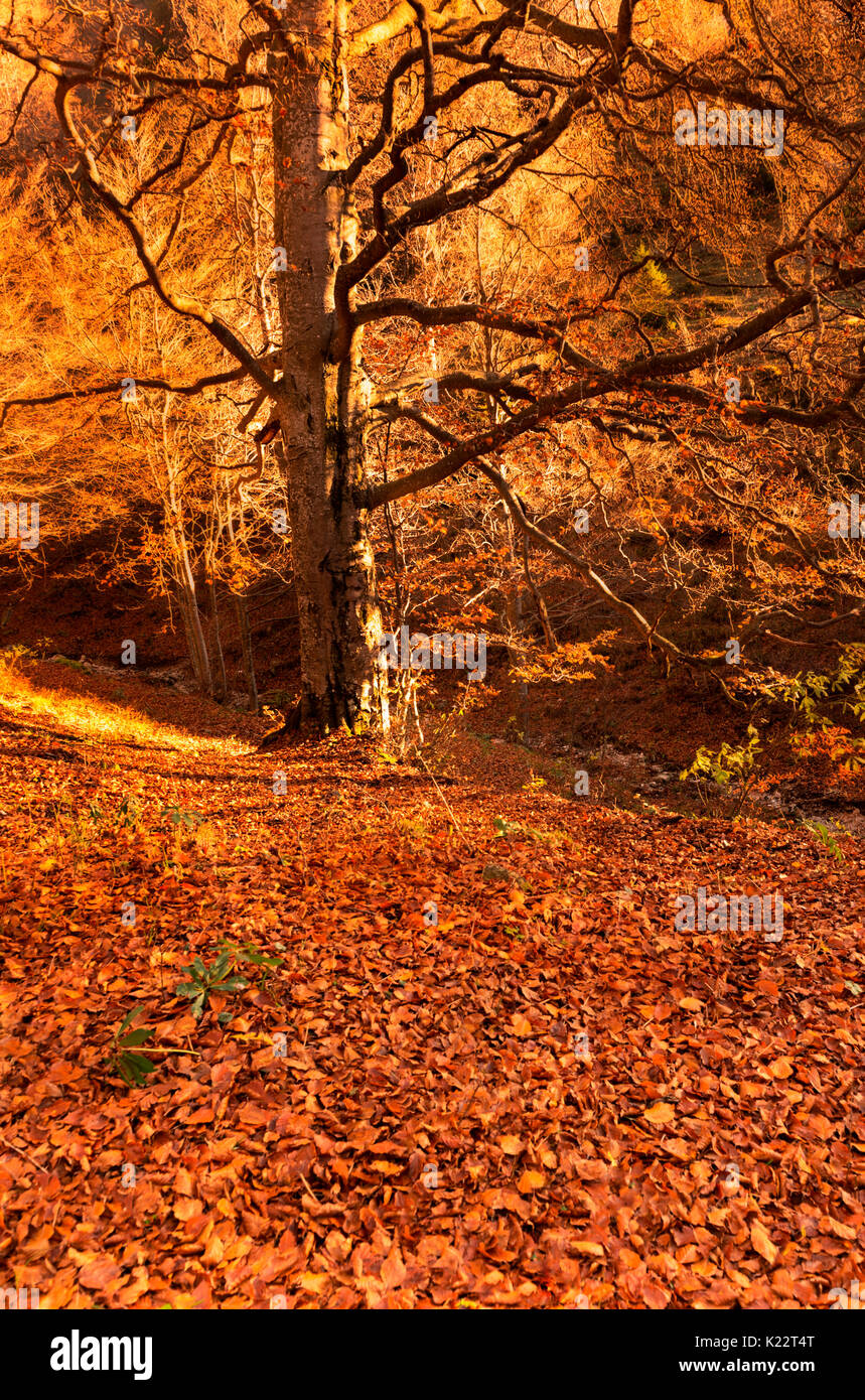 Baremone,Brescia, Lombardy, Italy Photography of a tree in autumn Stock ...