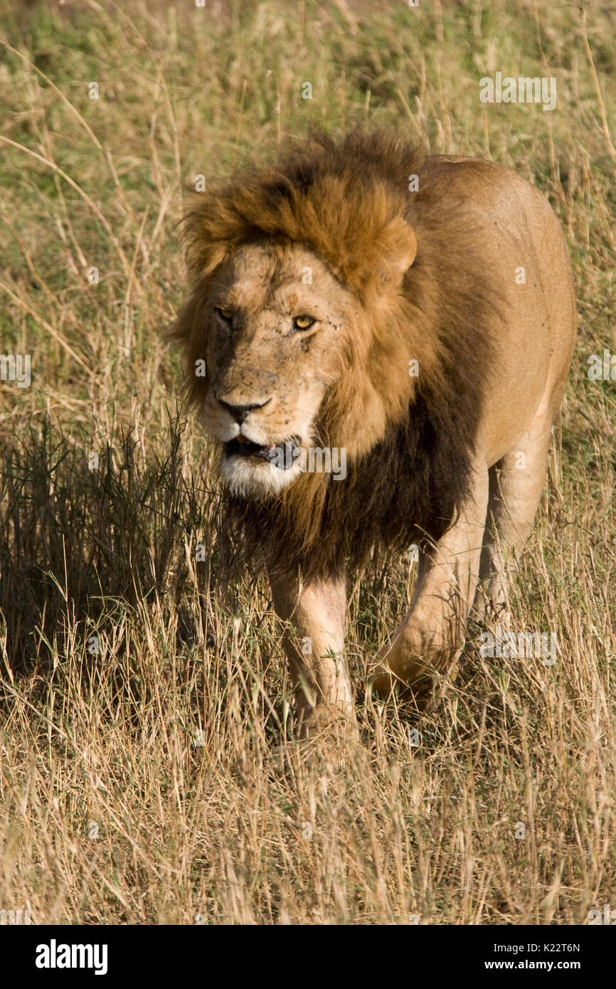 Male Lion on the Masai Mara, Kenya Stock Photo - Alamy