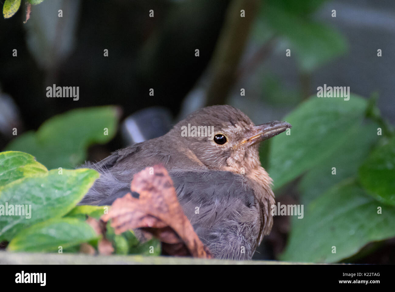 Baby blackbird hi-res stock photography and images - Alamy