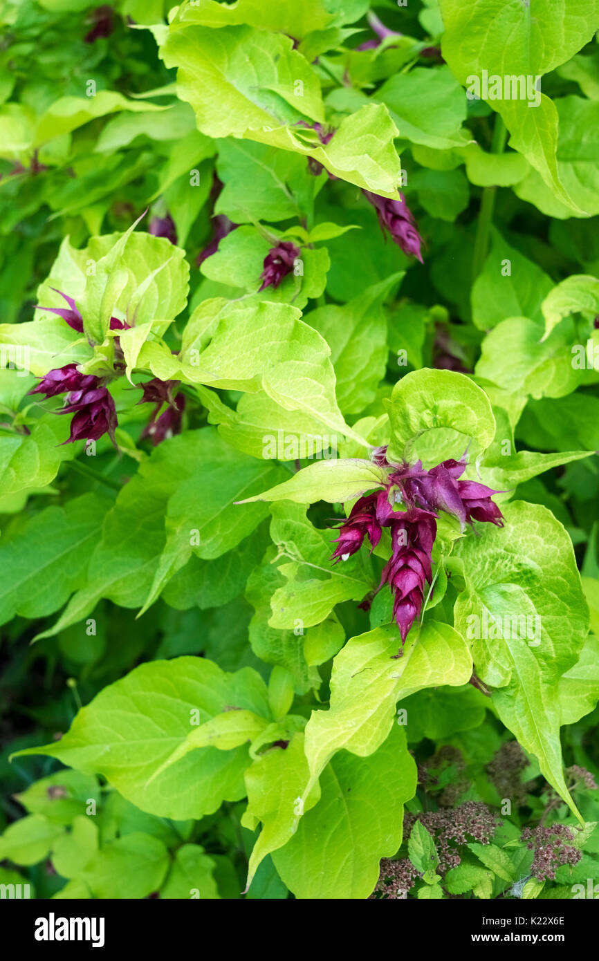 Leycesteria hi-res stock photography and images - Alamy