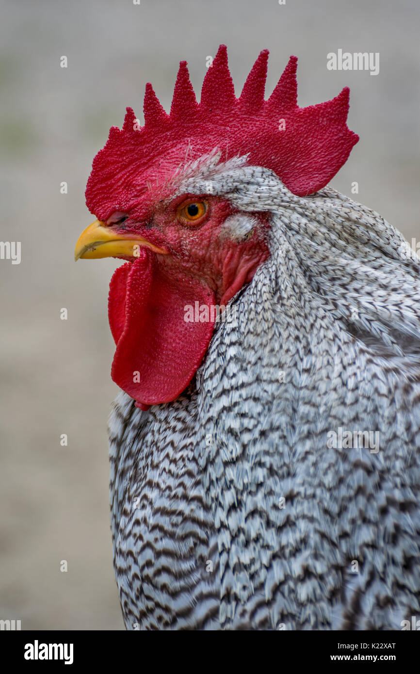 Big red rooster hi-res stock photography and images - Alamy