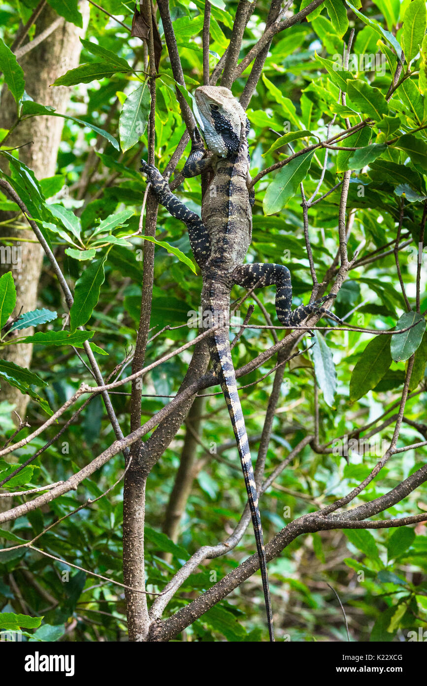 Australian dragons hi-res stock photography and images - Alamy