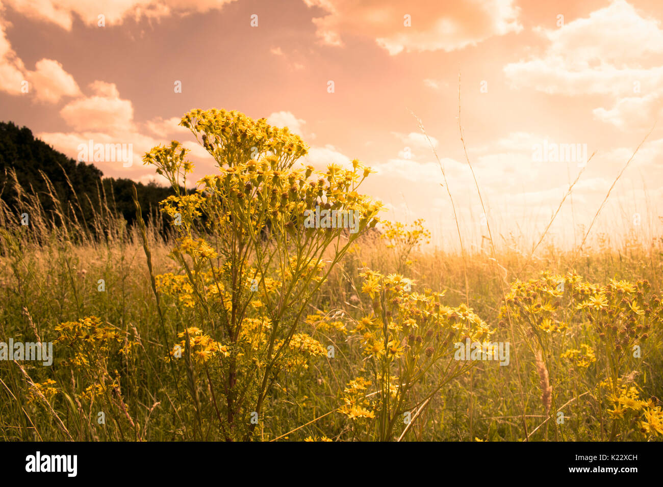 Field Of Yellow Flowers Sunset