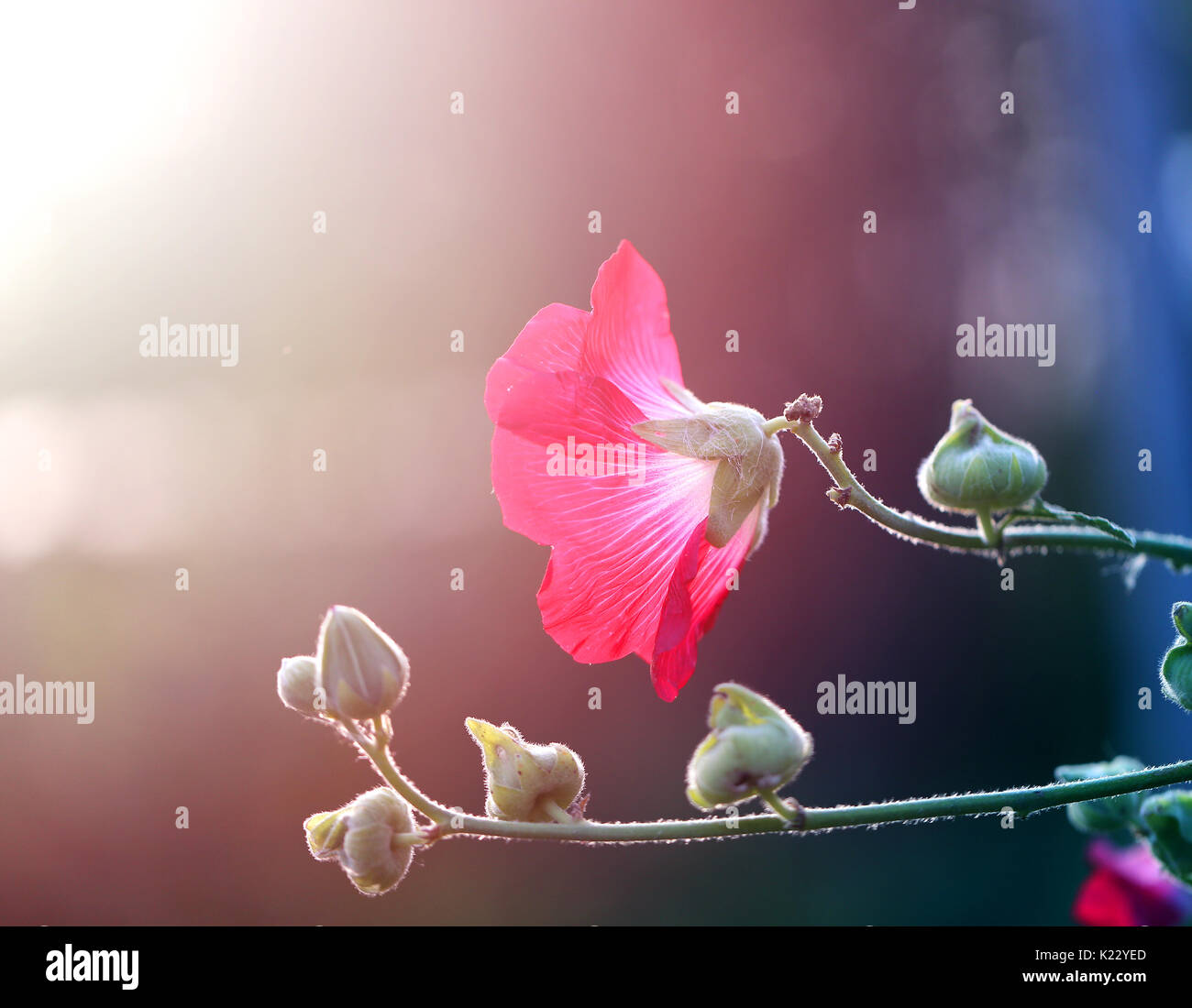 Photo of a beautiful red mallow flower on a green background Stock ...