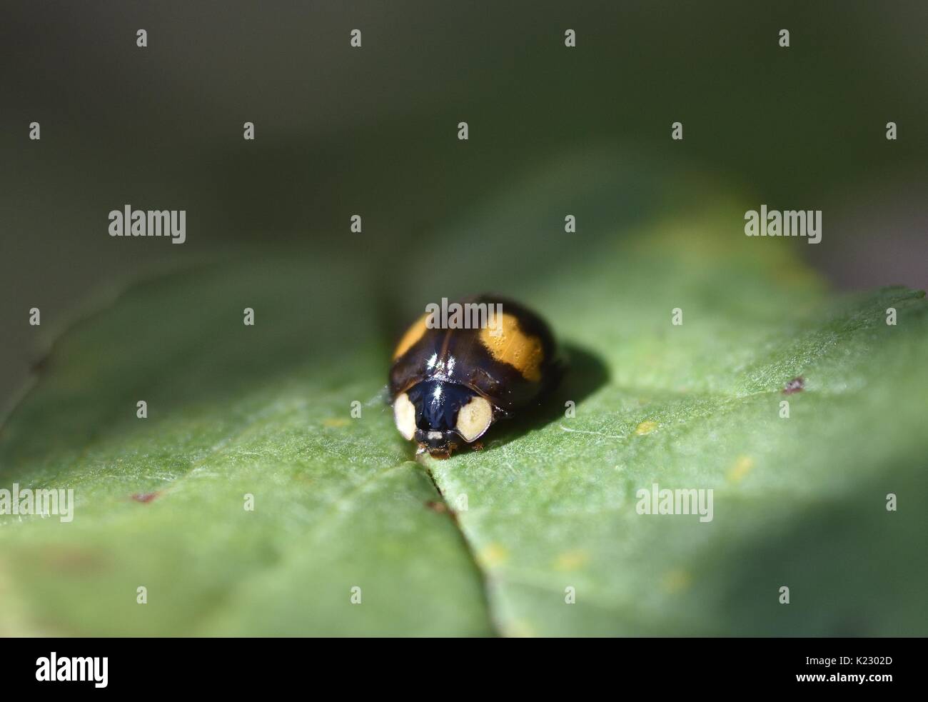 The invasive 2 spotted Harlequin Ladybird Stock Photo - Alamy