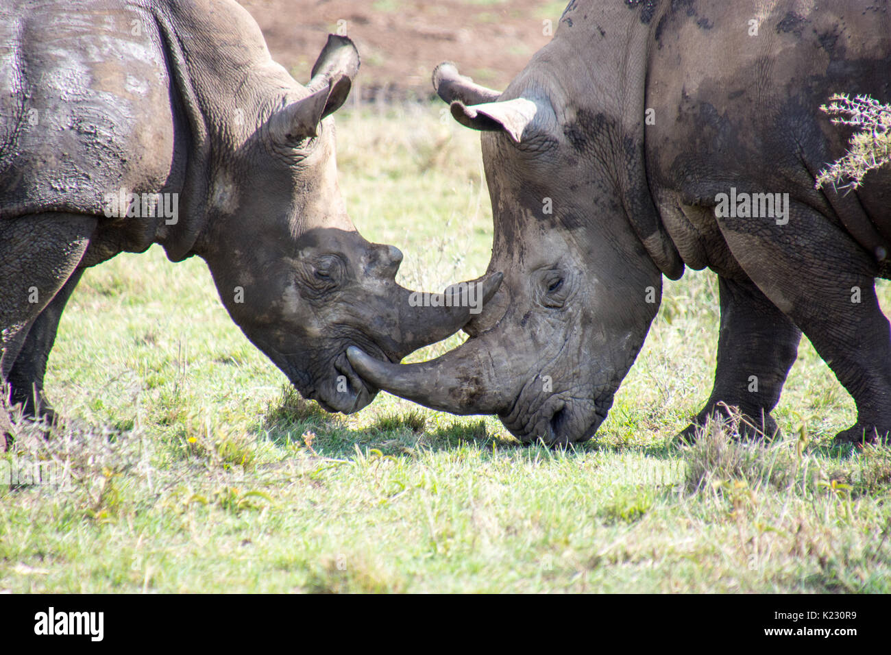 Fighting rhinos hi-res stock photography and images - Alamy