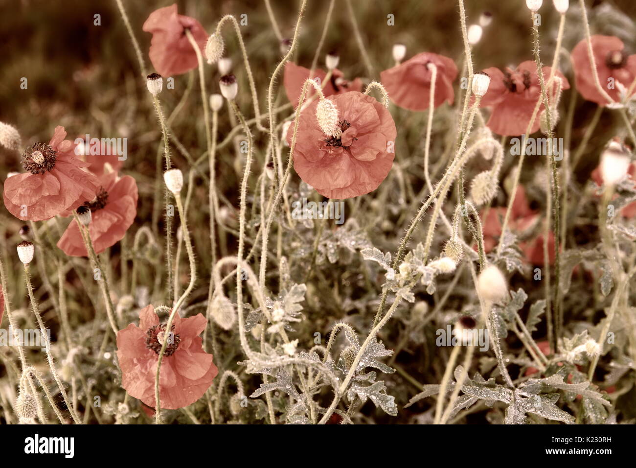 Sepia poppy hi-res stock photography and images - Alamy