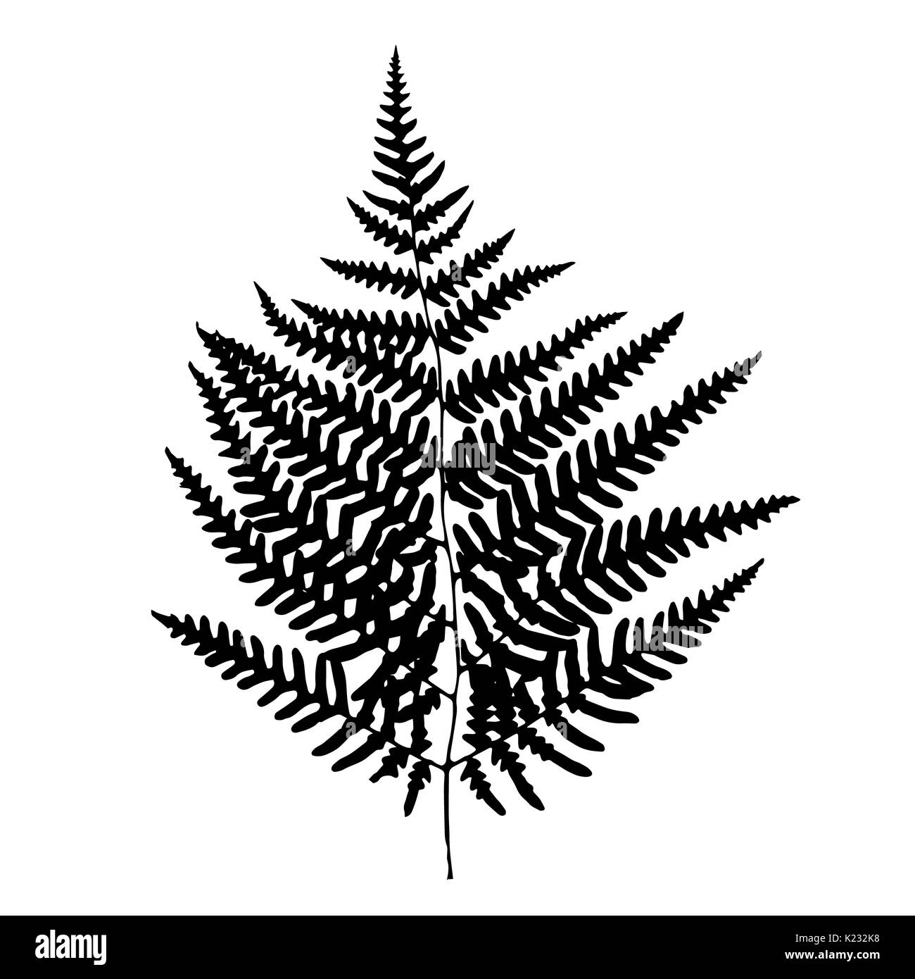 Fern leaf silhouette. Vector illustration Stock Photo - Alamy