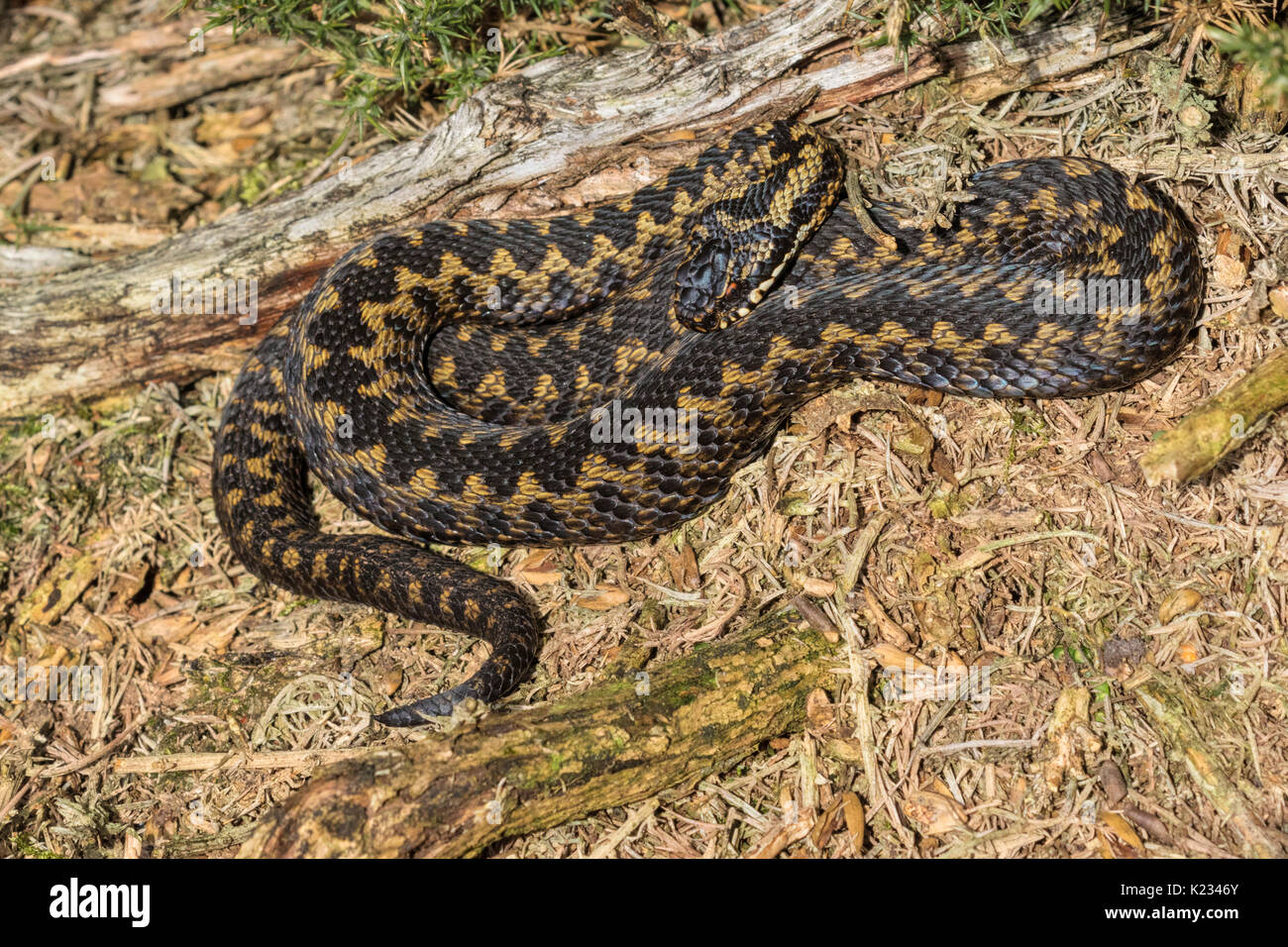 Adult adder hi-res stock photography and images - Alamy