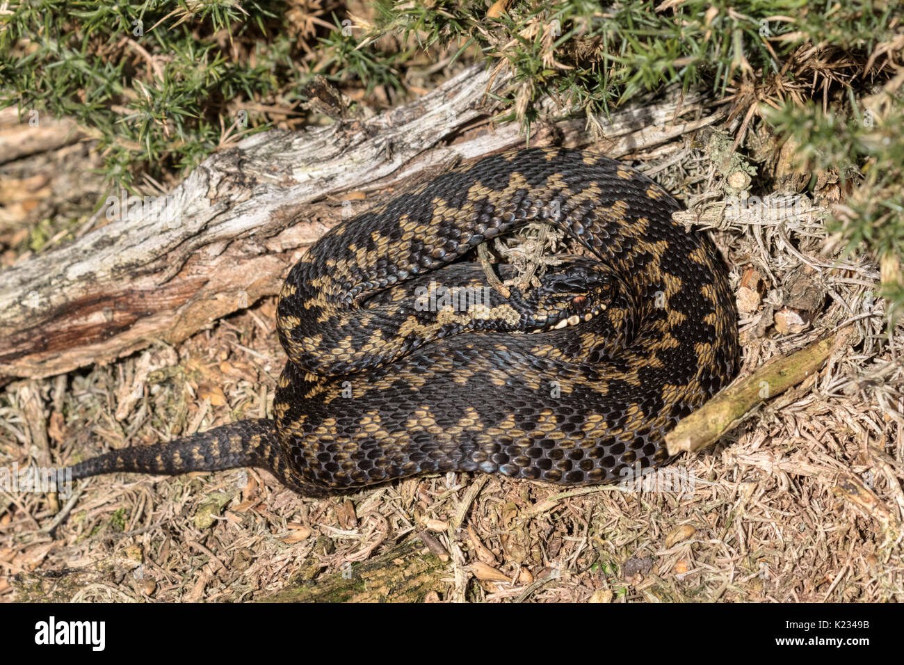 Adder behaviour hi-res stock photography and images - Alamy