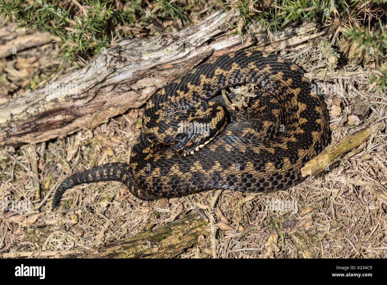 Warm weather snake hi-res stock photography and images - Alamy