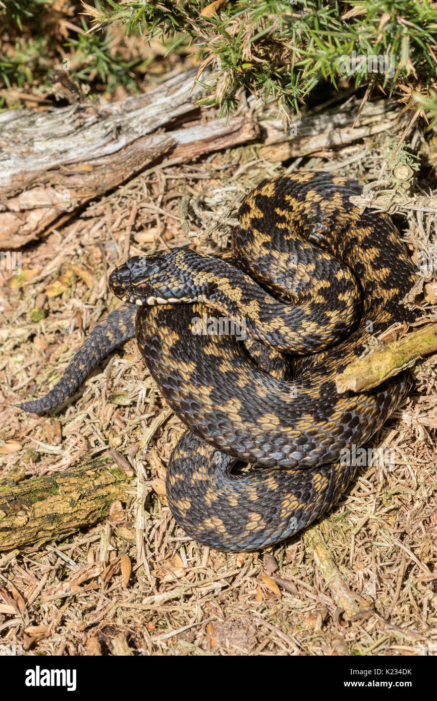 Adder snake uk spring hi-res stock photography and images - Alamy