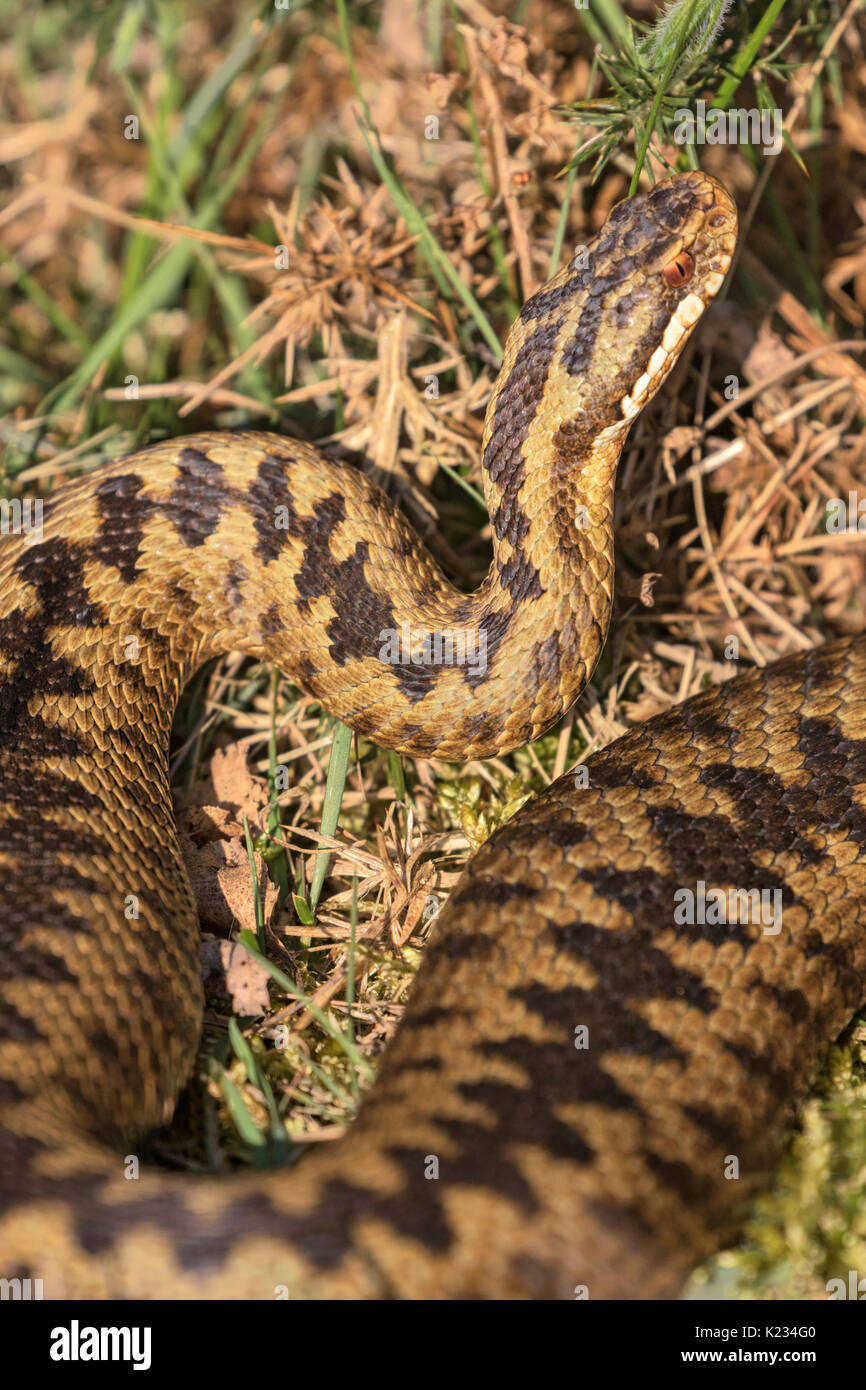 British adder hi-res stock photography and images - Alamy