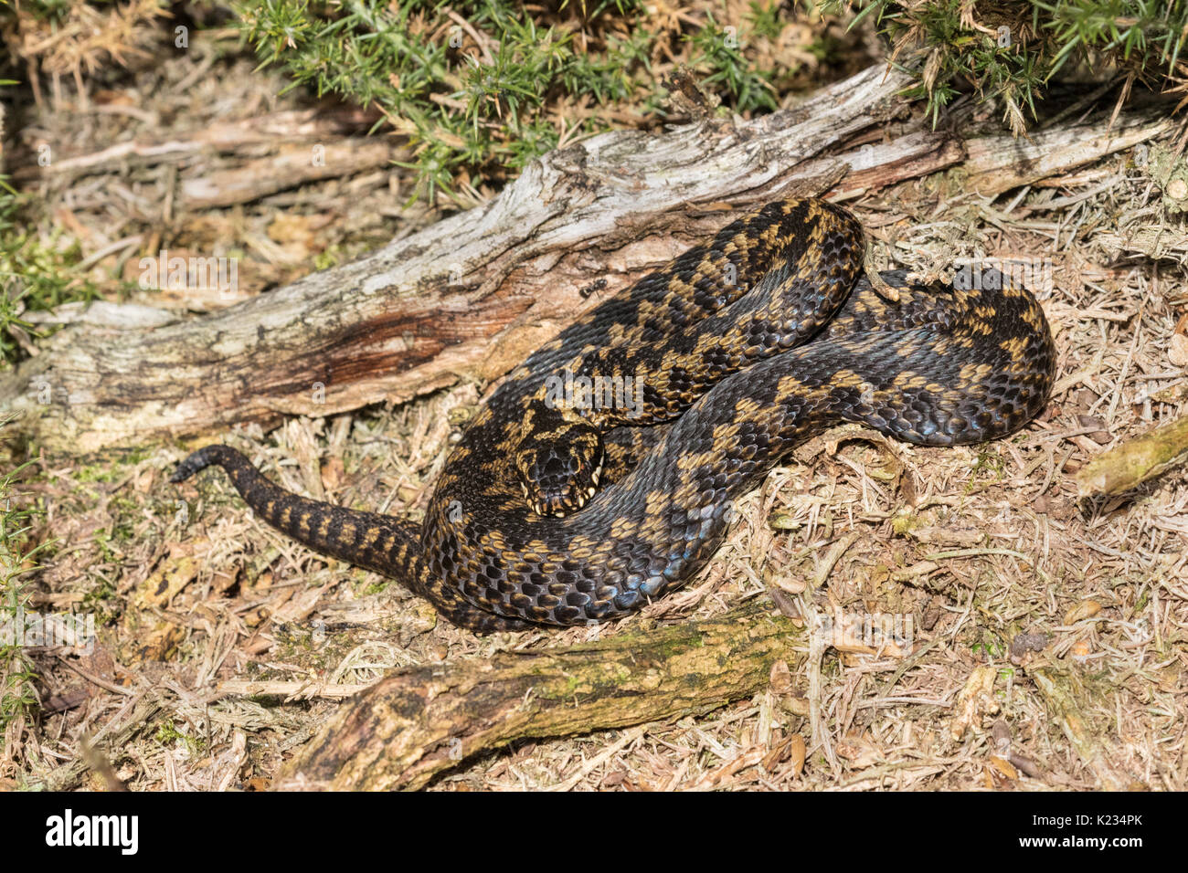 Male adder common european viper hi-res stock photography and images ...