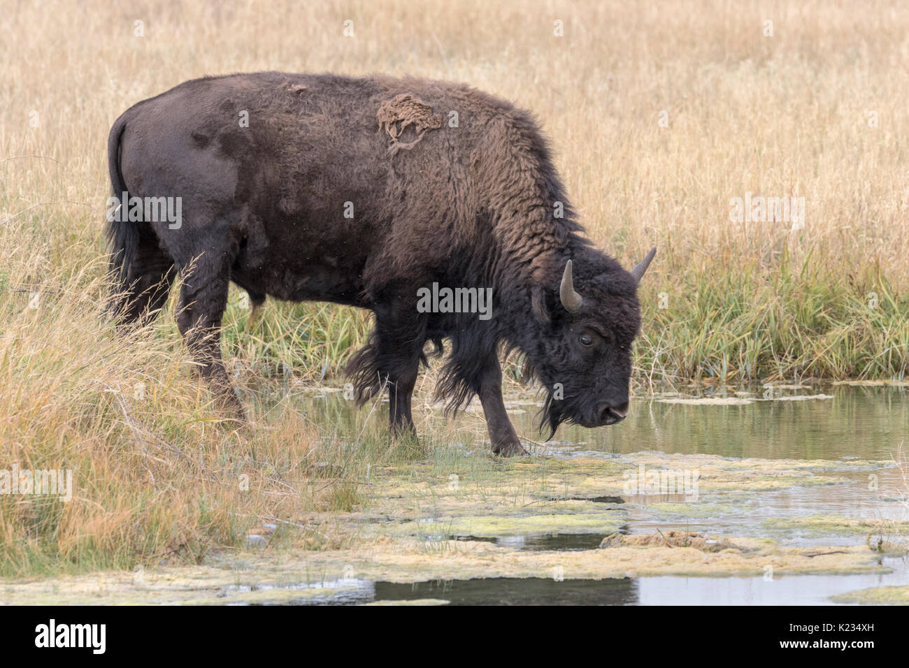 Iconic bison hi-res stock photography and images - Alamy