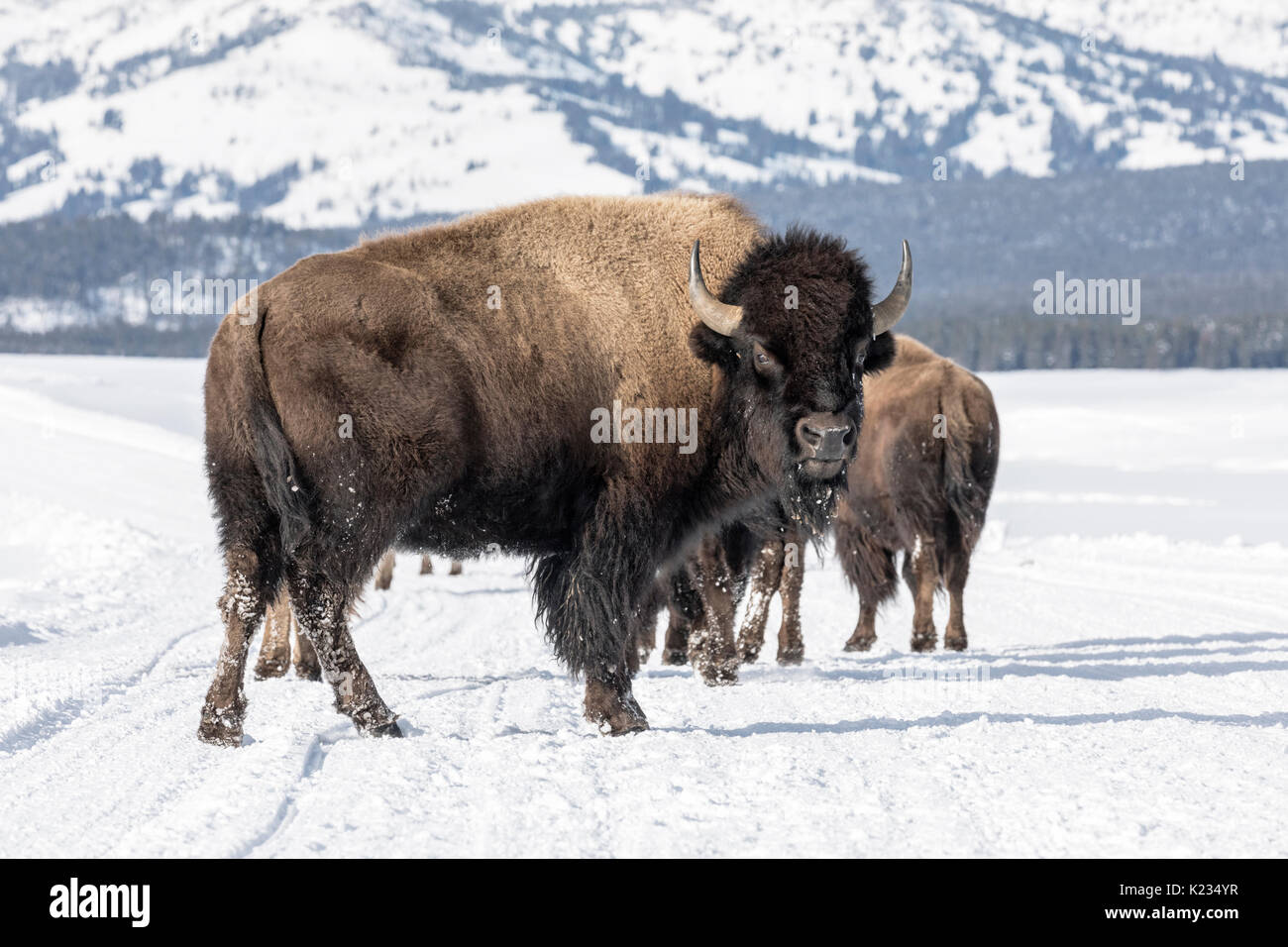 Iconic american species hi-res stock photography and images - Alamy