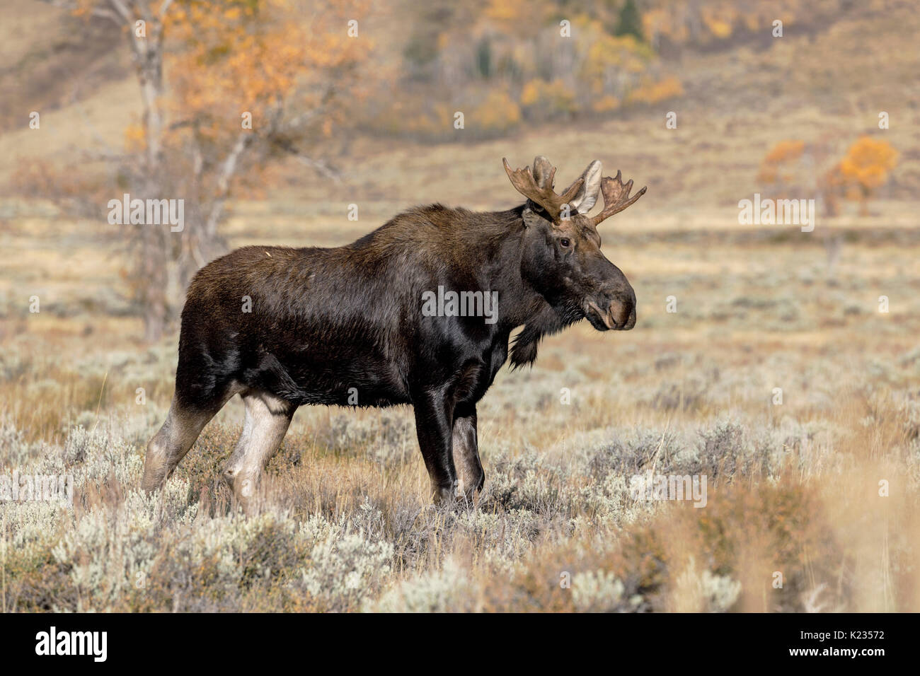 Large moose rack hi-res stock photography and images - Alamy
