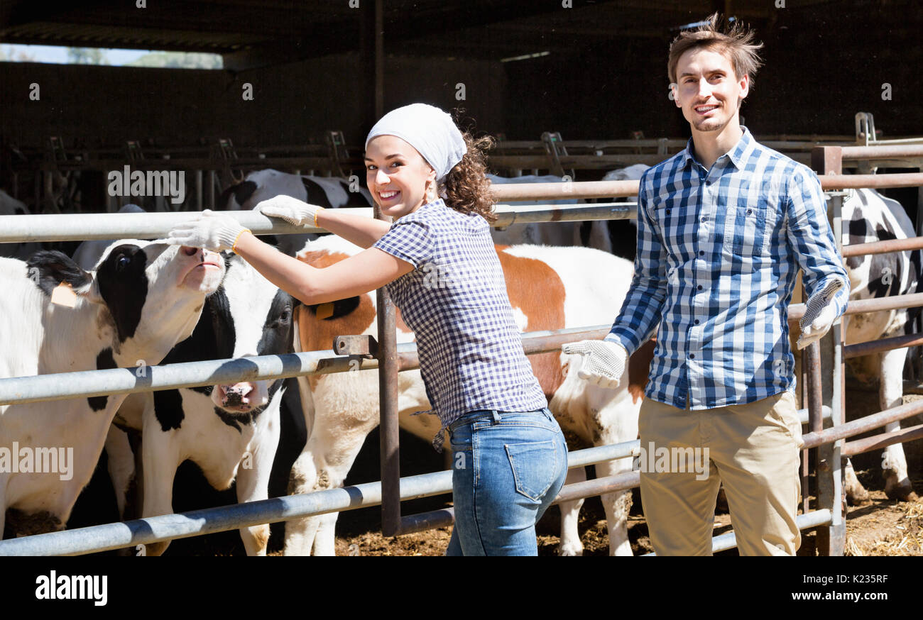 Two glad diligent persons clapping cows in the hangar and smiling Stock ...