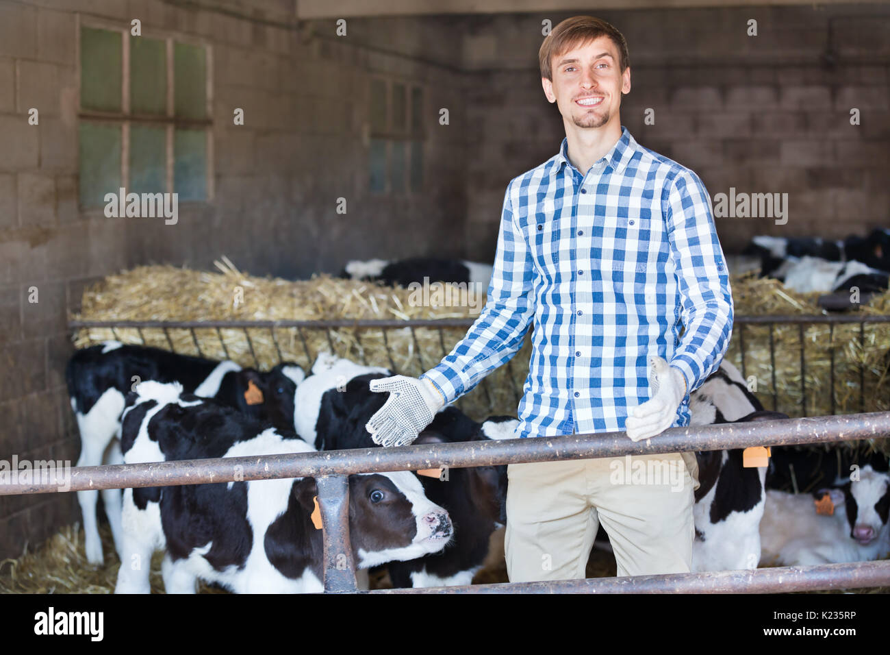 young male farmer clapping cows in hangar and smiling Stock Photo - Alamy