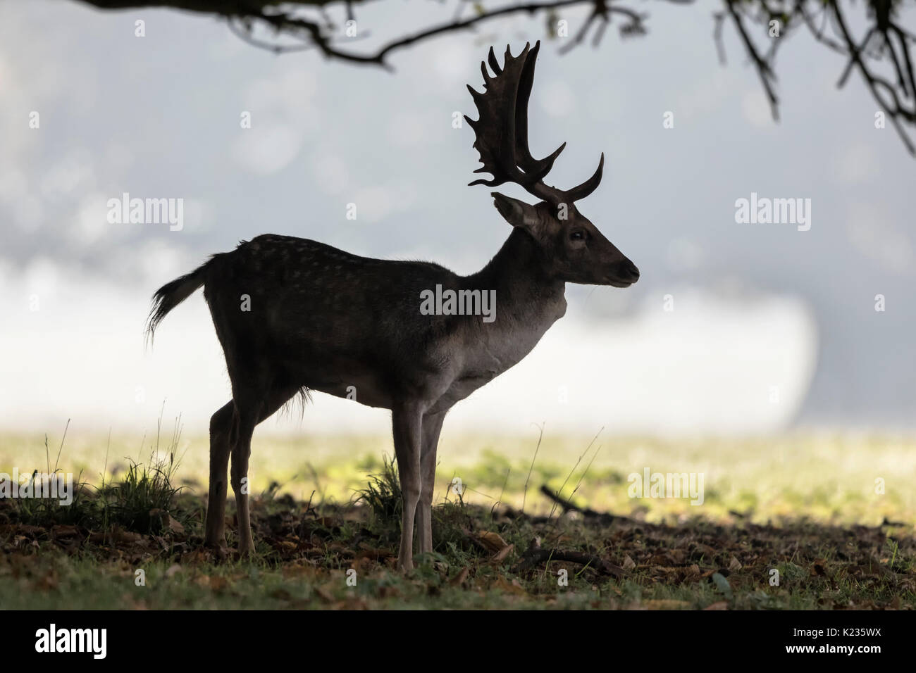 Fallow deer silhouette hi-res stock photography and images - Alamy