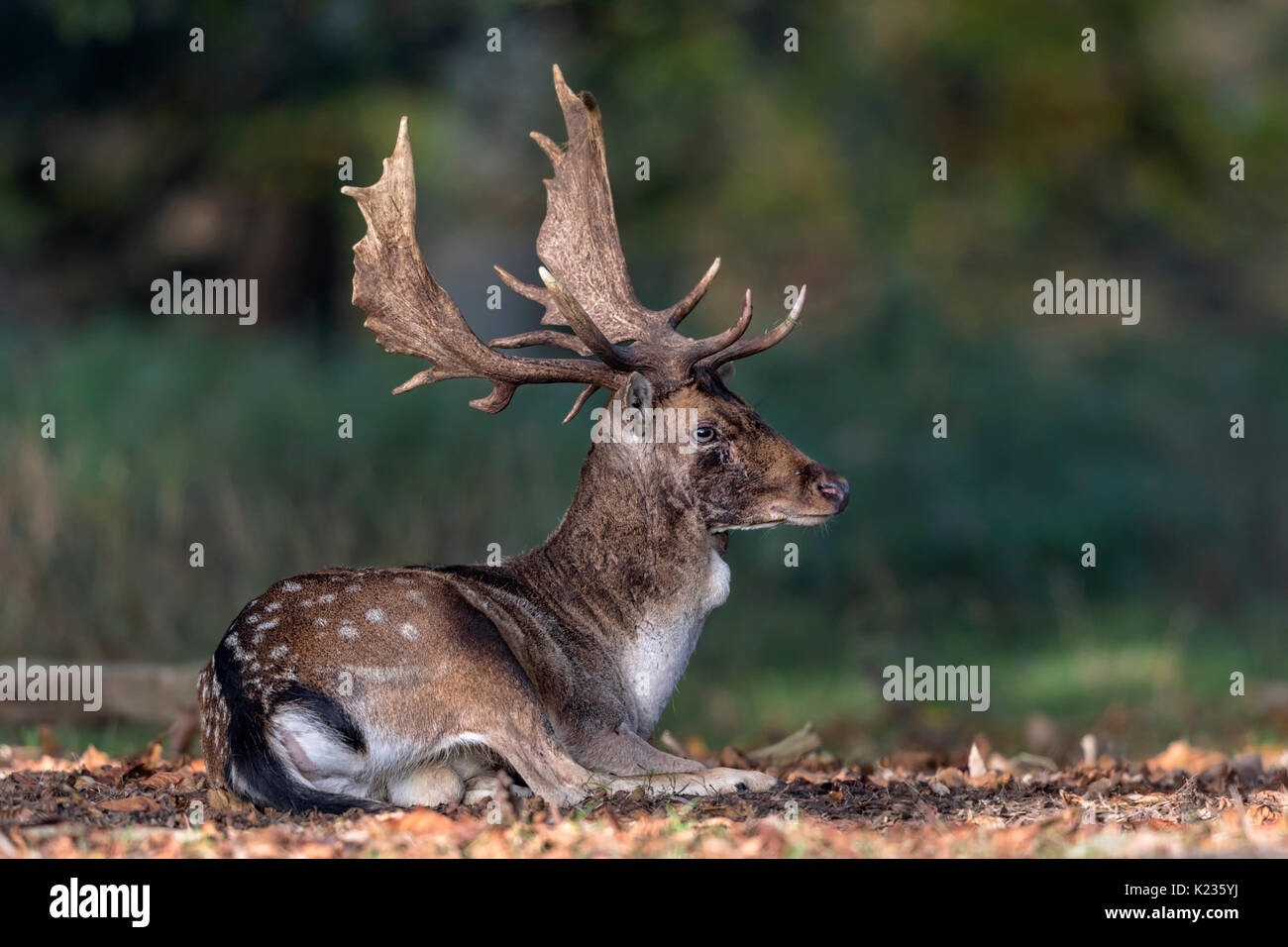Handsome deer hi-res stock photography and images - Alamy