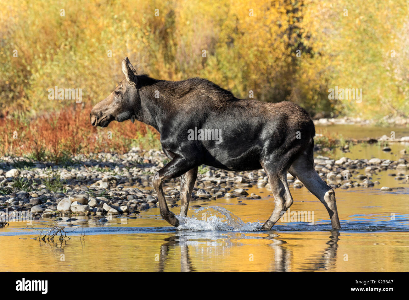 Moose crossing river hi-res stock photography and images - Alamy