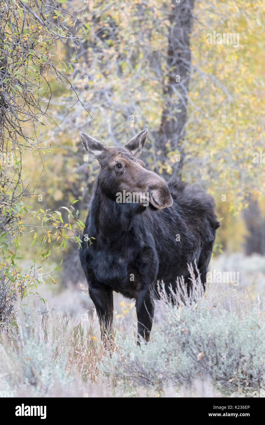 Moose rut behavior hi-res stock photography and images - Alamy