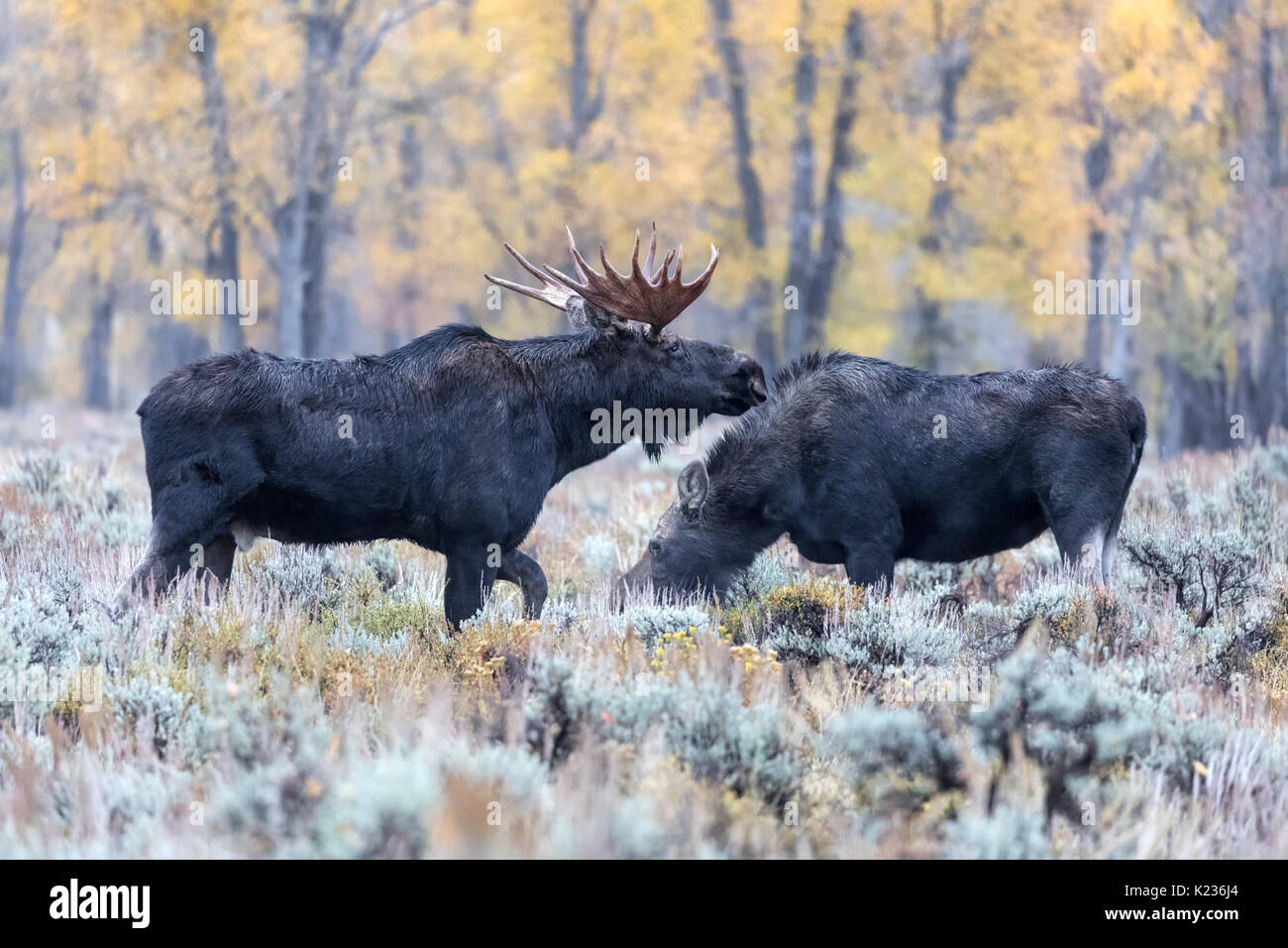 Moose behavior hi-res stock photography and images - Alamy