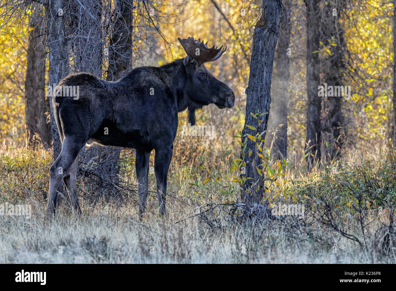 Moose rut behavior hi-res stock photography and images - Alamy