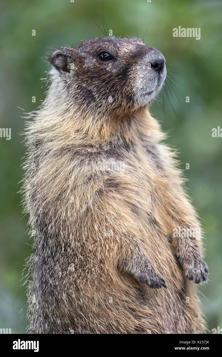 Yellow bellied Marmot Stock Photo - Alamy