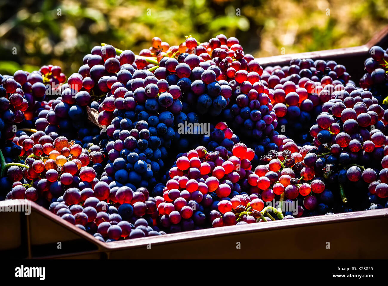 Grapes in a box Stock Photo - Alamy