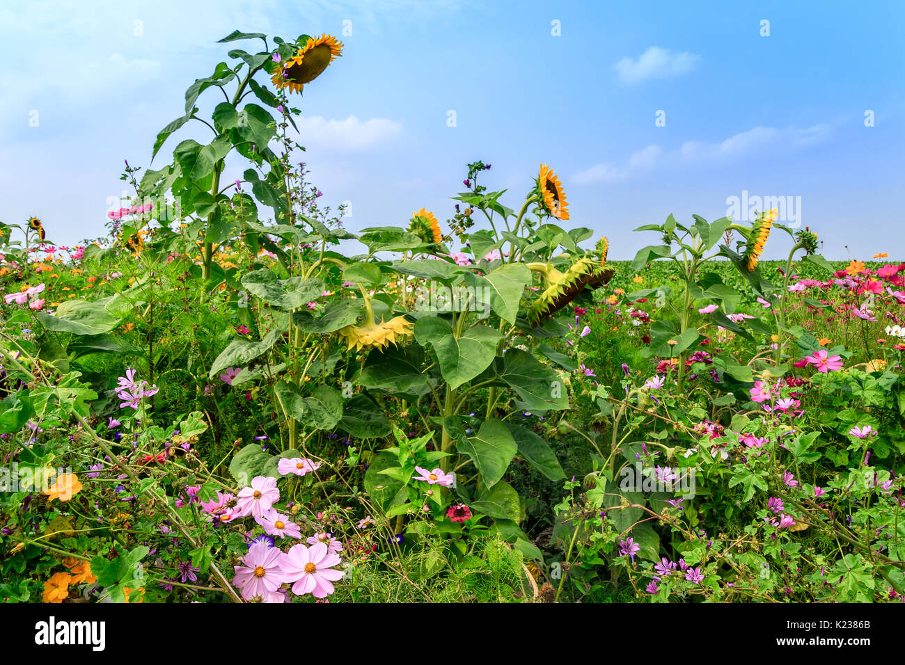 Colorful sunny flower field with wild flowers Stock Photo - Alamy