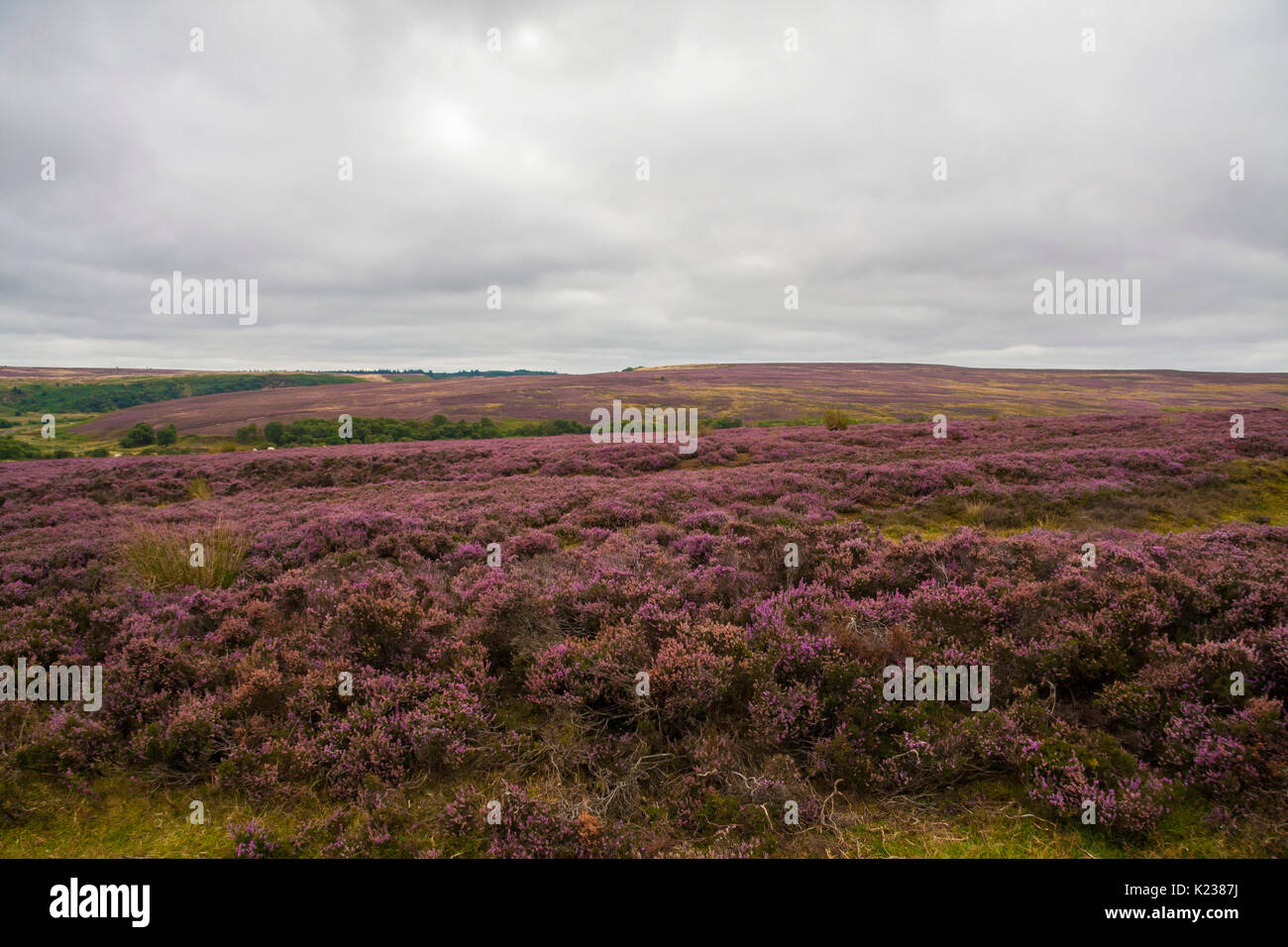 Heather on the north yorkshire moors hi-res stock photography and ...