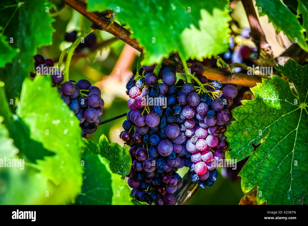 Grapes farming sun hi-res stock photography and images - Alamy