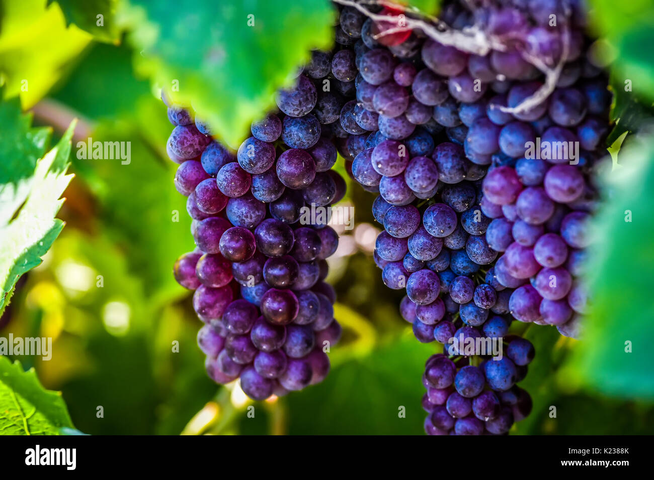 Grapes farming sun hi-res stock photography and images - Alamy