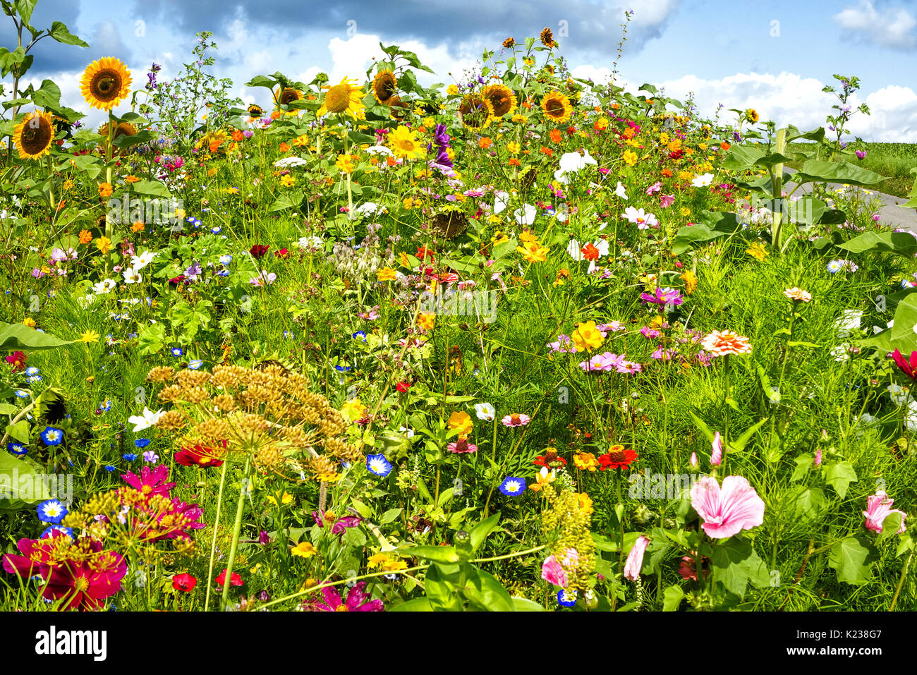 Colorful sunny flower field with wild flowers Stock Photo - Alamy