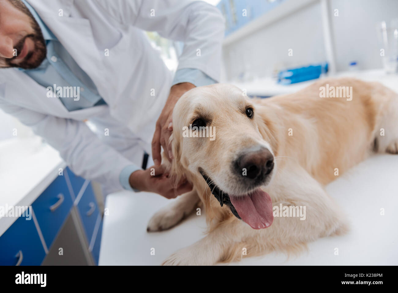 Dog Visiting Hospital Stock Photos & Dog Visiting Hospital Stock Images ...