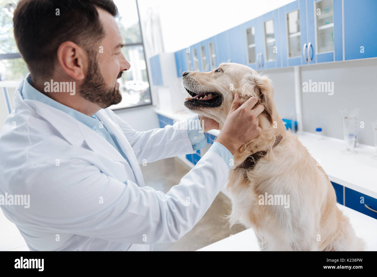 Positive delighted bearded man working with animals Stock Photo - Alamy